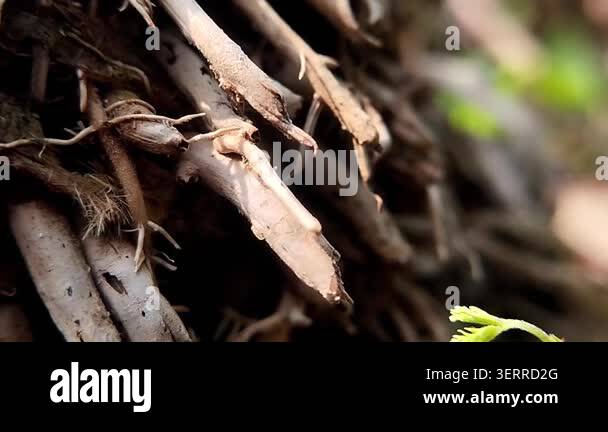 Macro footage of dry bamboo root tips focusing on the detailed organic ...