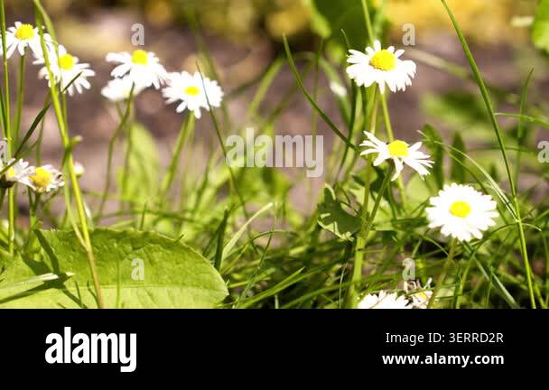 Close-up Swaying White Daisy Flowers Blooming in Green Grass with Soft ...