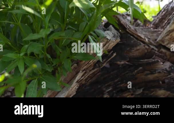 Green Lizard Camouflaged on Weathered Log with Dappled Sunlight in Lush ...