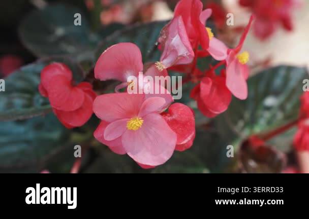 Close Up 4K Pink Begonia Flowers Blooming Garden Plant Delicate Petals ...