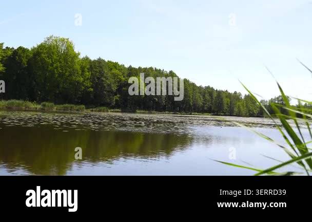 4K Calm Lake Reflection Green Forest Swaying Grass Nature Landscape ...