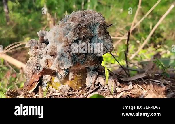 Medium shot of static decomposed plant material and dark mold with a ...