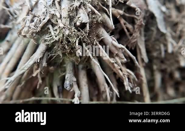 Close up shot of weathered dry bamboo roots forming a dense fiber ...