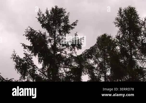 4K Conifer Tree Silhouettes Swaying Against Cloudy Overcast Sky Subtle ...