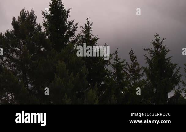 Dark Green Coniferous Tree Tops Silhouette Against Gray Overcast Sky 4K ...