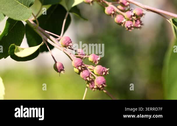4K Developing Pinkish-Purple Berries on Branch Soft Focus Green Garden ...