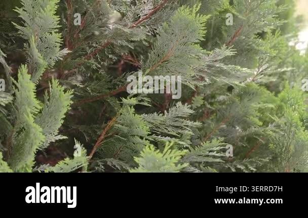 4K Green Conifer Branches Dense Needles Evergreen Tree Foliage Natural ...