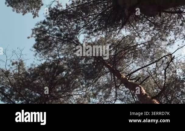4K Evergreen Forest Canopy Slow Pan Upward Through Branches Dappled ...
