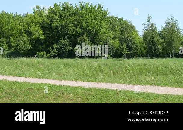 Sunny Dirt Path Through Green Grass and Trees Gentle Breeze Sways ...