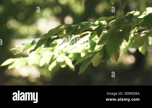 4K Green Tree Leaves Swaying Gentle Breeze Sunlight Dappled Light ...