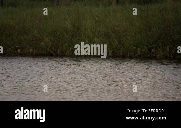 4K Water Ripples Gentle Movement Green Grass Shoreline Wooden Stakes ...