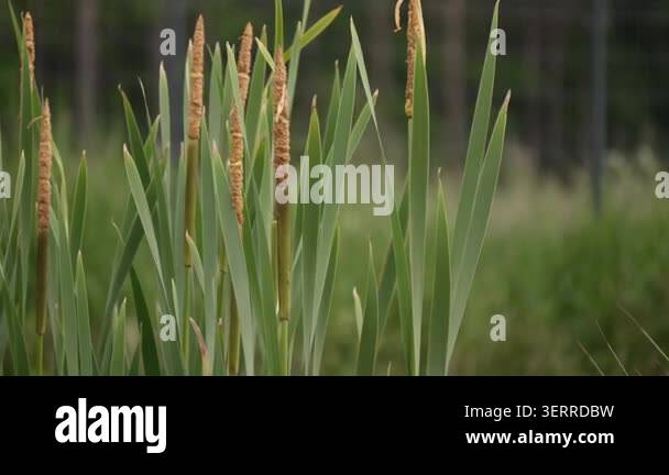 4K Marsh Cattails Swaying in Gentle Breeze Green Stalks and Fuzzy Seed ...