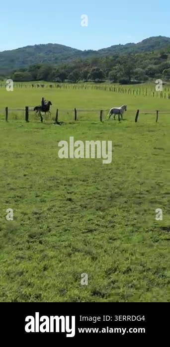 Young latino cowboy riding a dark horse. White horse running free in a ...