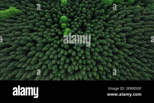 Aerial drone footage flying over a dense, dark green forest canopy with ...