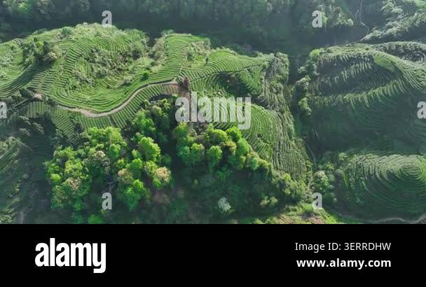 Aerial drone footage flying over lush green tea plantations on rolling ...