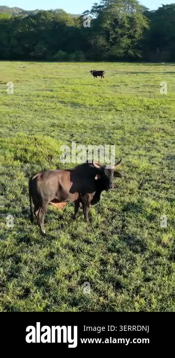Majestic black bull with large horns standing in a lush green pasture ...