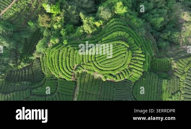 Aerial drone footage captures lush green tea plantations on a hillside ...