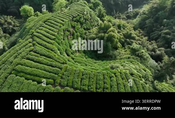 Aerial drone footage flying over lush green tea plantations on a ...
