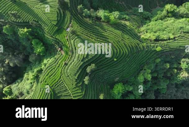 Aerial drone footage flying over lush green tea plantations on a ...