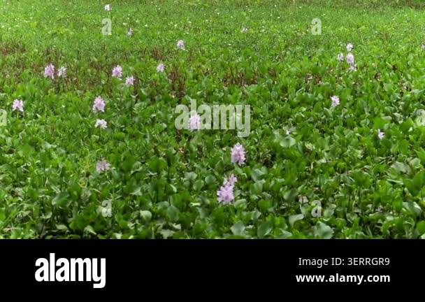 A lush green expanse of floating water hyacinth plants blooming with ...