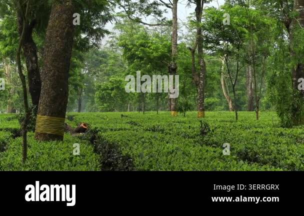 Expansive tea plantation featuring neatly maintained tea bushes and ...