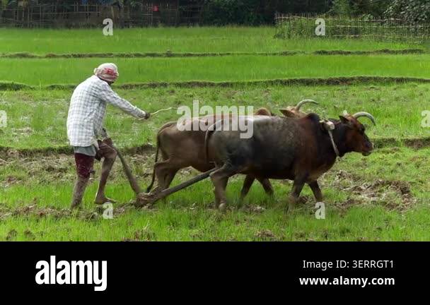 Dibrugarh, Assam, India 7 Jun 2026: A farmer guides a pair of oxen ...