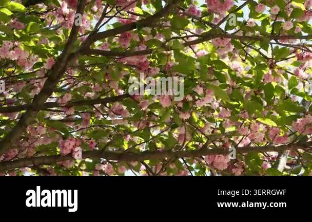 Pink blossoms and green leaves fill tree branches in a static upward ...