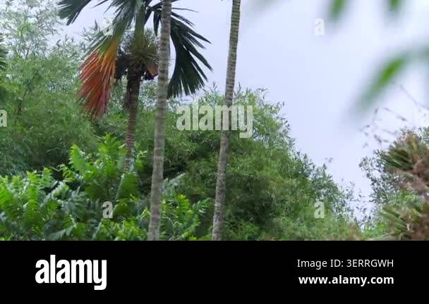 Tropical palm trees and dense bamboo vegetation sway gently in the wind ...