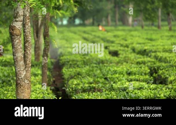 Agricultural workers spraying tea plants in a lush tea garden in ...