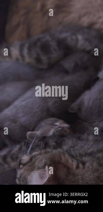 Adorable newborn kittens sleeping and feeding while snuggling with ...