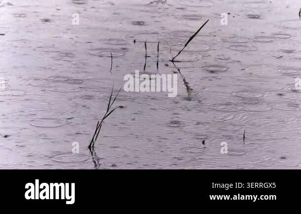 Raindrops strike the surface of a flooded field, forming countless ...