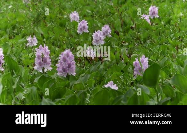 A vibrant close-up view of delicate light purple water hyacinth flowers ...