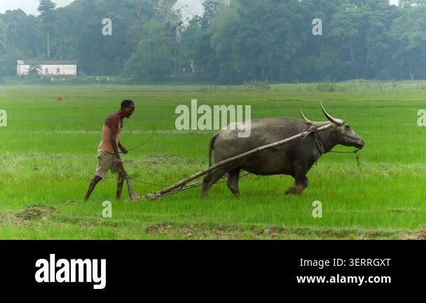 Dibrugarh, Assam, India 7 Jun 2026: A farmer uses a water buffalo and a ...