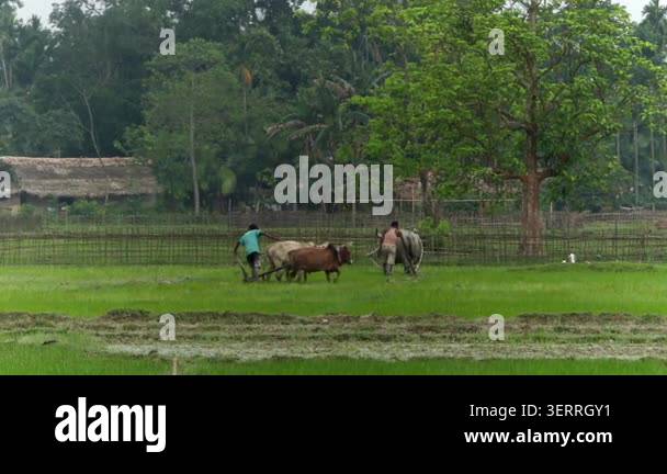 Dibrugarh, Assam, India 7 Jun 2026: Two farmers plow a lush green paddy ...