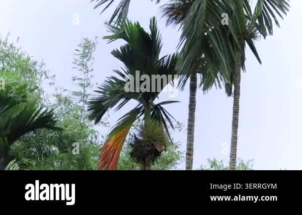 Tall tropical palm trees sway in the wind above dense bamboo vegetation ...