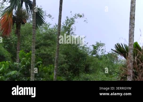 Lush tropical vegetation featuring tall palm trees, dense bamboo growth ...