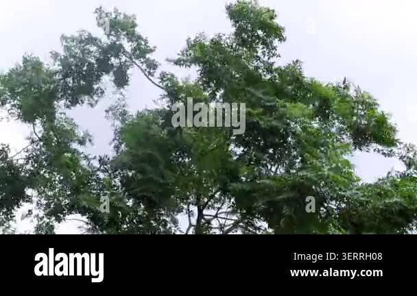 Dense green tree canopy sways in strong wind beneath a bright overcast ...