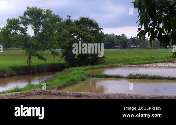 Rain falling over flooded paddy fields and lush green farmland beneath ...
