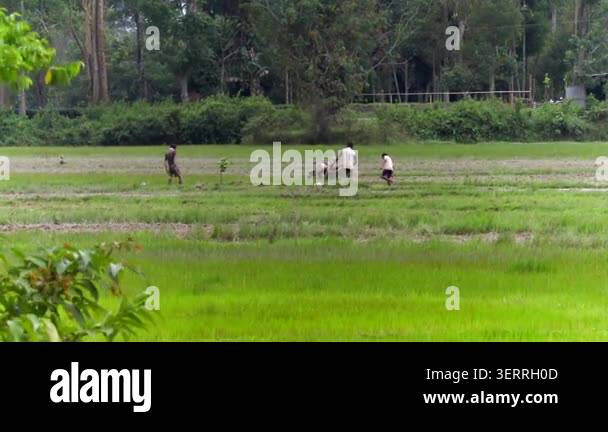 Dibrugarh, Assam, India 7 Jun 2026: Farmers work in green paddy fields ...
