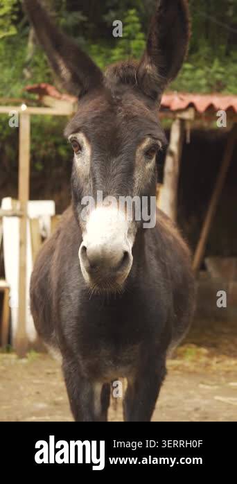 Frontal close-up portrait of a dark brown donkey standing in a rural ...