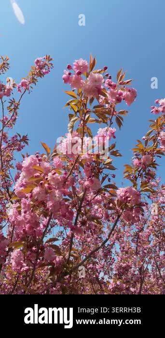 Spring cherry blossoms bloom on branches against a clear blue sky in a ...