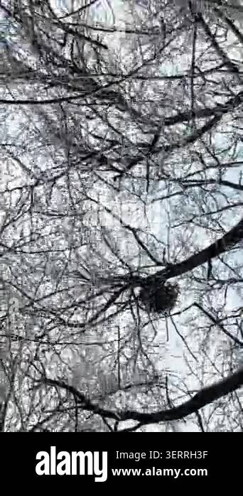low angle view of frozen tree branches and mistletoe against a winter ...