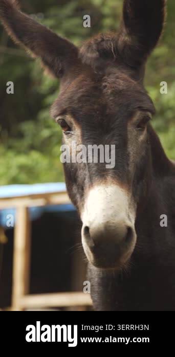 Close-up view of a brown donkeys face in a rural farm setting looking ...