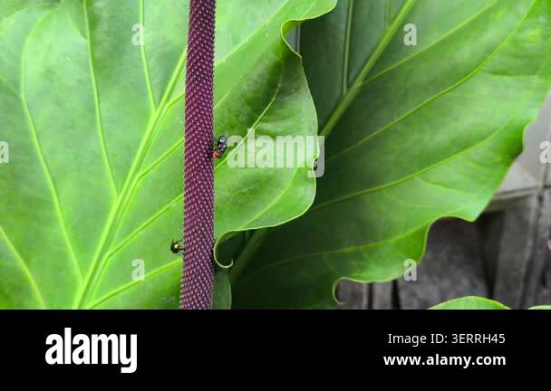 Macro View of Green Bottle Flies Crawling on Anthurium Spadix Stock ...