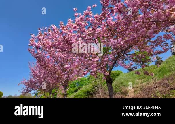 Bright scenic view of pink cherry blossom trees in full bloom in a ...