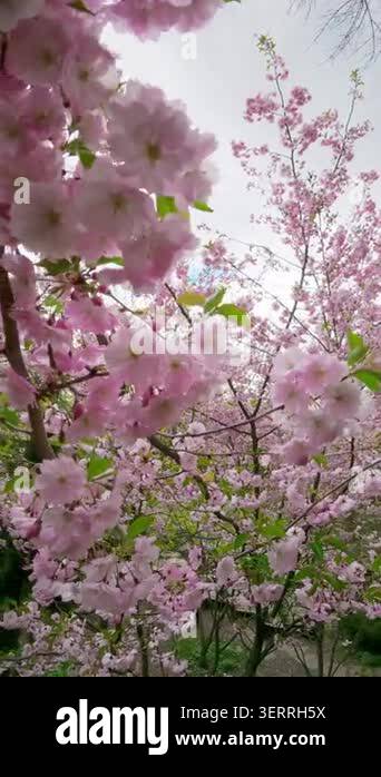Pink cherry blossom tree in full bloom in a spring park. Blooming ...
