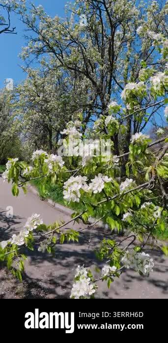 White fruit tree flowers blooming in a spring park under a clear blue ...