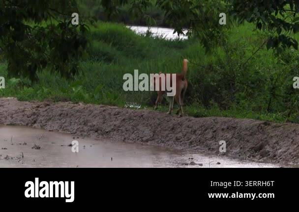 A stray dog walks along an earthen embankment beside a flooded ...