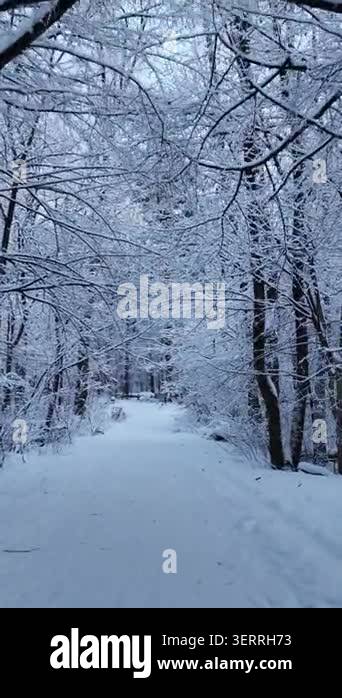 Serene snowy path through a winter forest with frozen trees. Cinematic ...