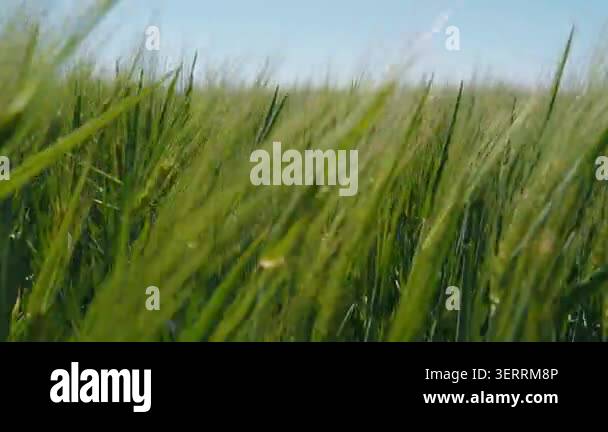 Close-up of a beautiful green wheat field swaying in a gentle breeze ...